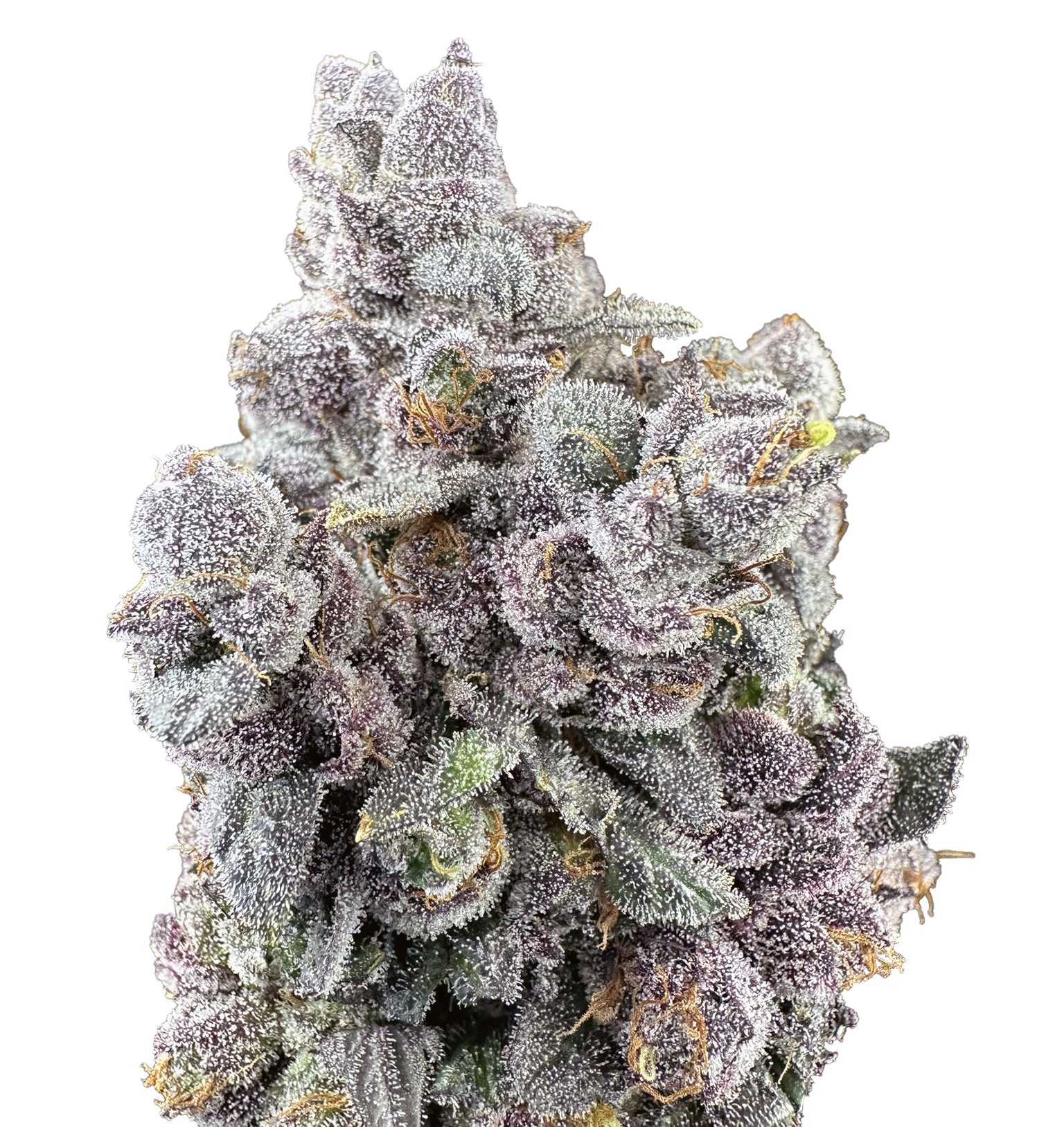 TRIFECTA FARMS - Garlic Sherbert X Twisted Ice Cream