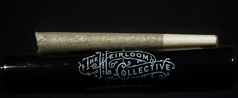 HEIRLOOM COLLECTIVE - Zour Apple