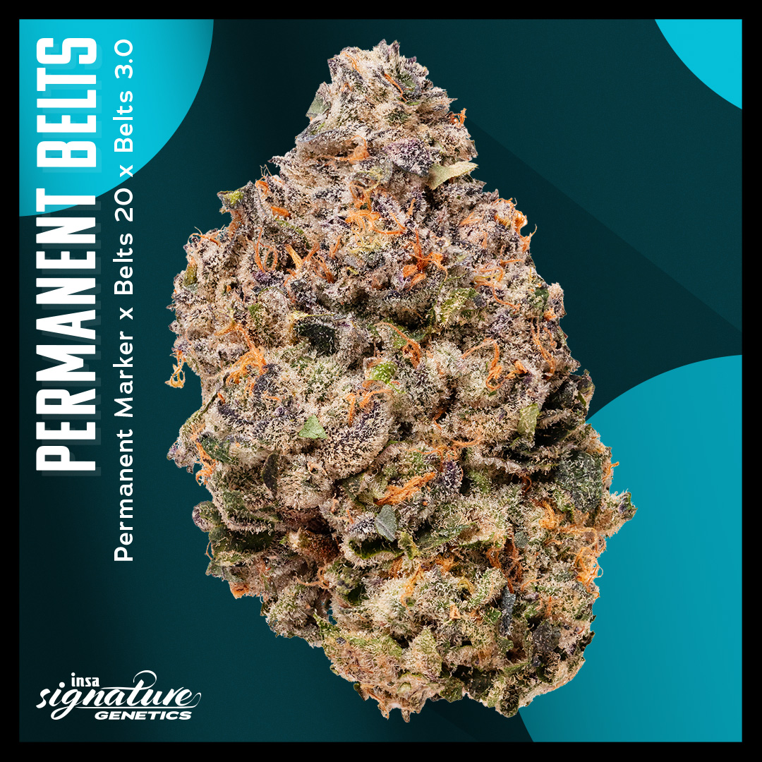 INSA - Permanent Belts