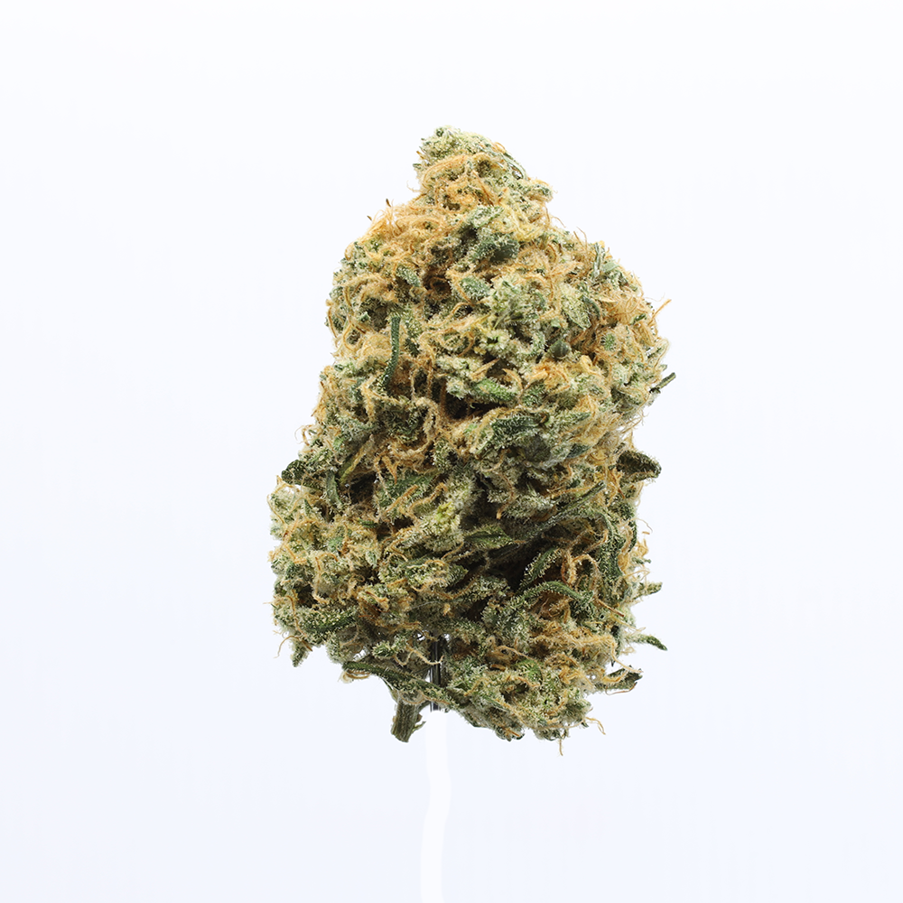 UPNORTH - RED CONGOLESE - EIGHTH