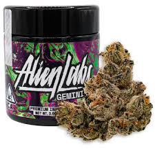 {{brand_name}} - {{Mammoth Roots Dispensary}}