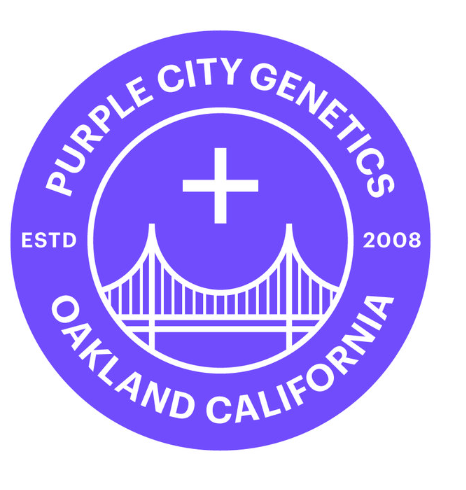 PURPLE CITY GENETICS - BENTO BOX AKIRA FEMINIZED SEEDS 6 PACK