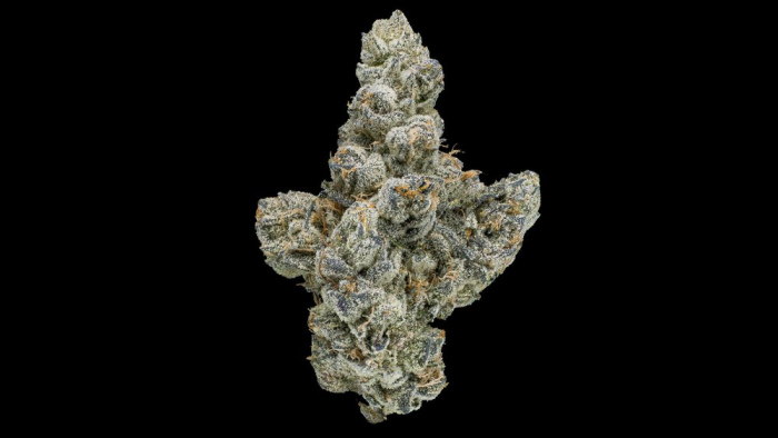 MAVEN GENETICS - AMBROSIA 1/2OZ 14G