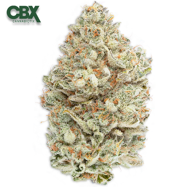 CANNABIOTIX - CEREAL MILK (3.5G)