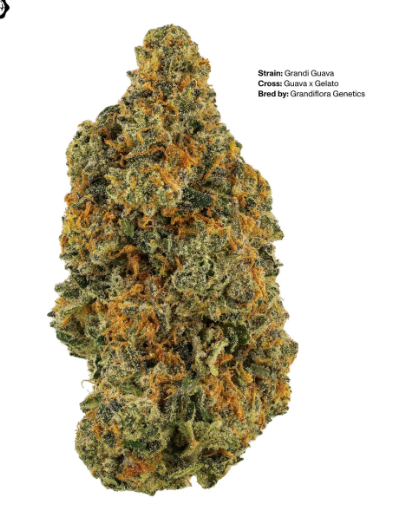 REVOLUTION - GRANDI GUAVA - FLOWER - 14G