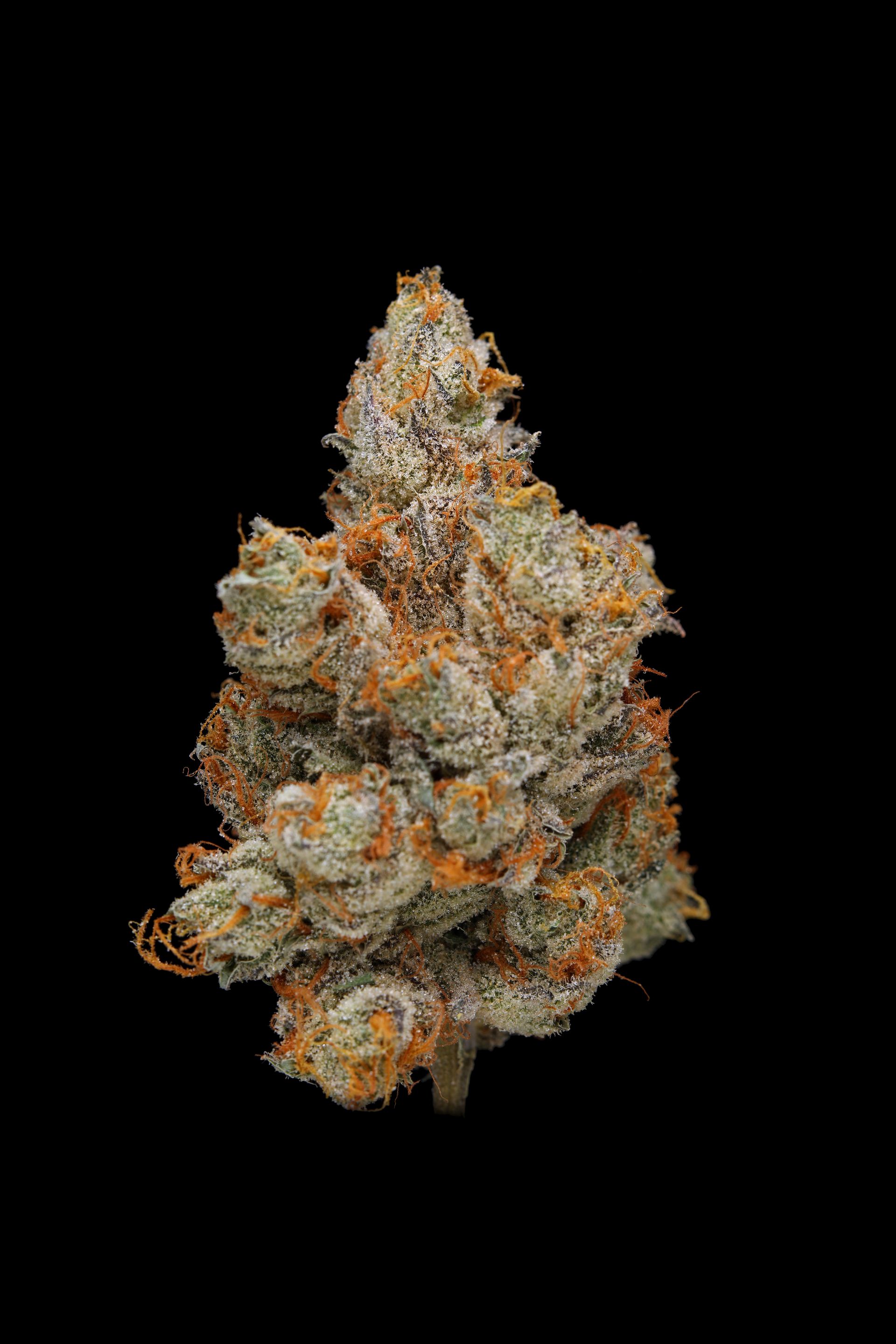 CLADE9 - DIAMOND DUST | FLOWER | Canopy Crossroad, Red Bank NJ