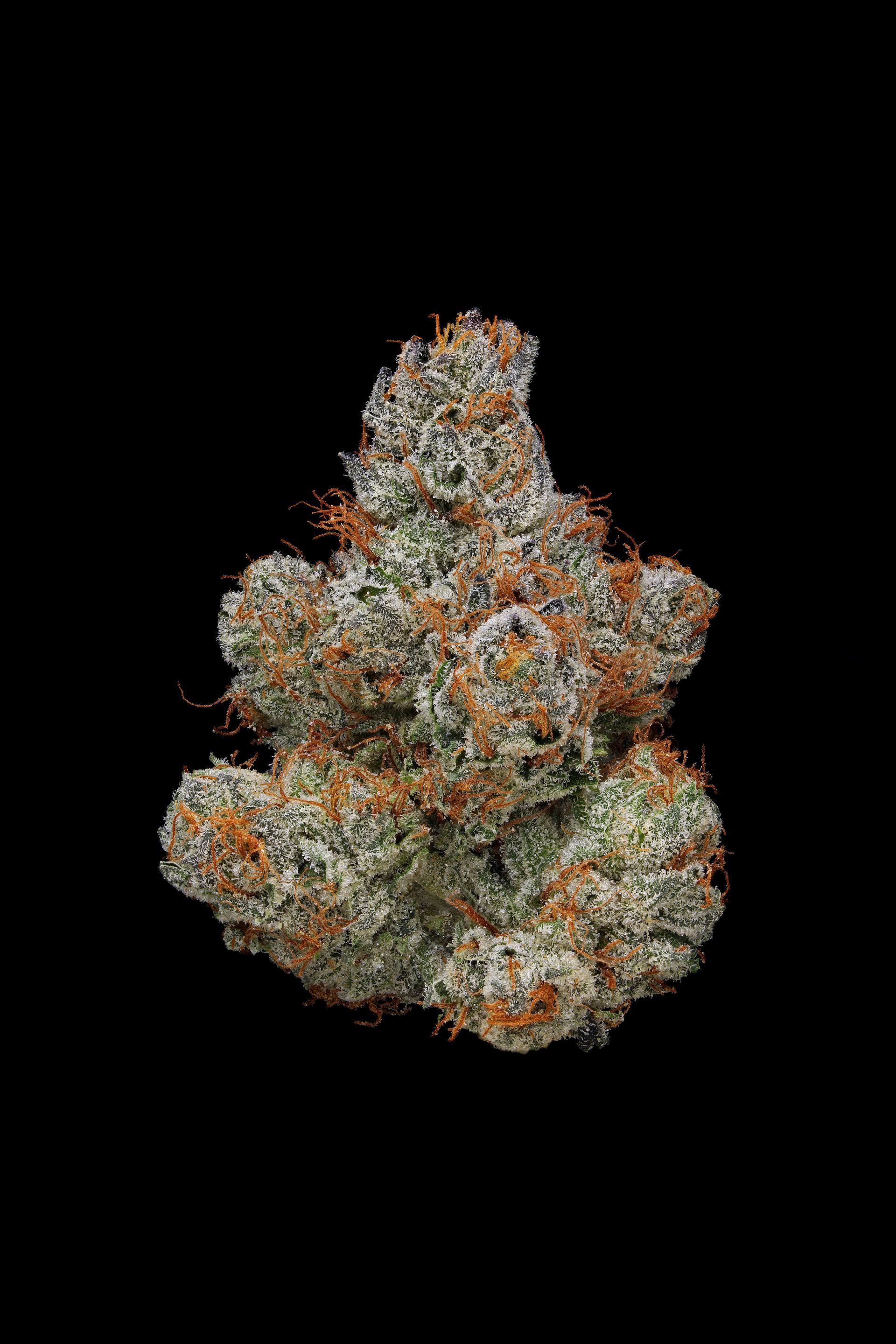 CLADE9 - DIAMOND BAR | LOWTOPS | Canopy Crossroad, Red Bank NJ