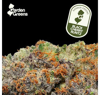GARDEN GREENS - BLACK CHERRY RUNTZ | FLOWER