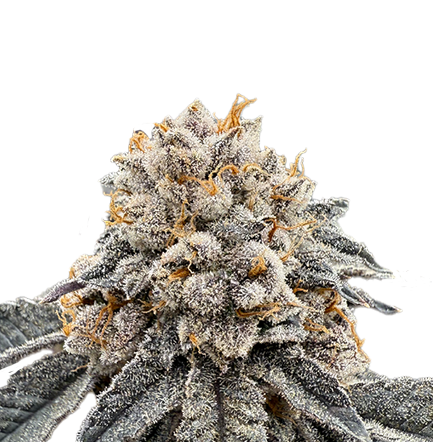 VICTORY NATURAL FARMS - LEMON RUNTZ | FLOWER - 3.5 g | Canopy Crossroad ...