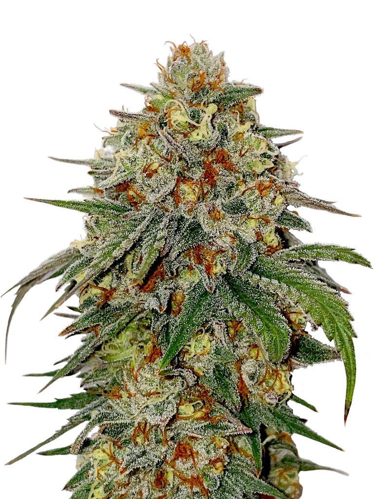 VICTORY NATURAL FARMS - BUBBA KUSH | FLOWER - 3.5 g | Canopy Crossroad ...