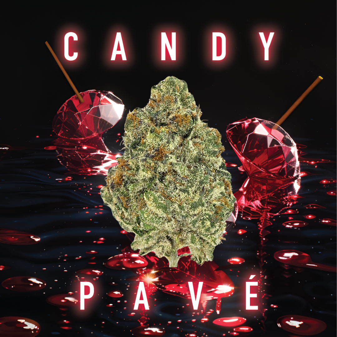 LEGACY - CANDY PAVE | 1G