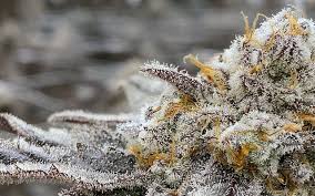 FROSTY TOP FARMS - FROSTY TOP FARMS | APRICOT SCONE - 1 g