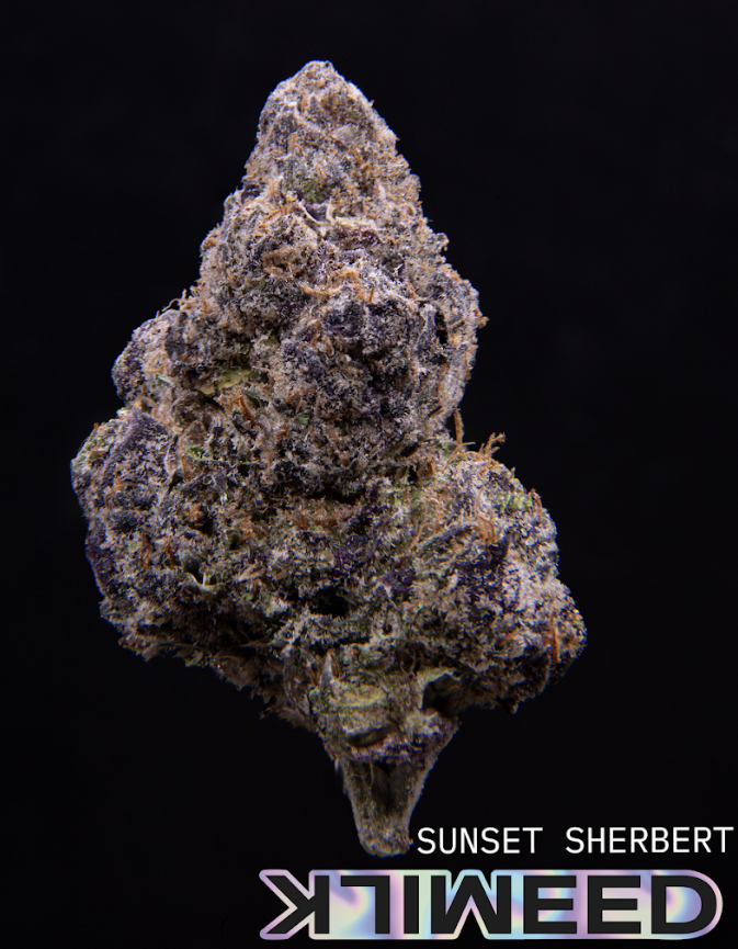 MILKWEED - FLOWER - SUNSET SHERBERT