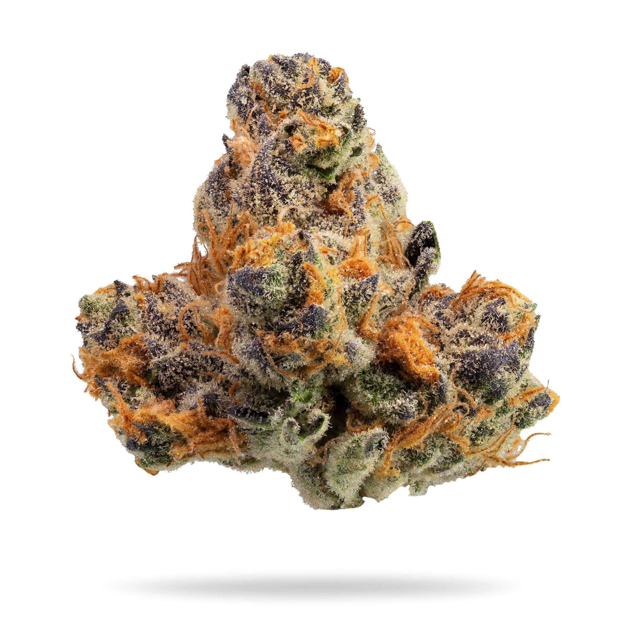 SOLACE GROWN - (MED) SOLACE GROWN - PUPPY BREATH - BULK