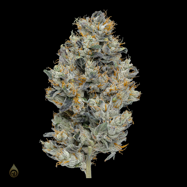 GREEN DOT LABS - GREEN DOT LABS - RAPTURE - 7G