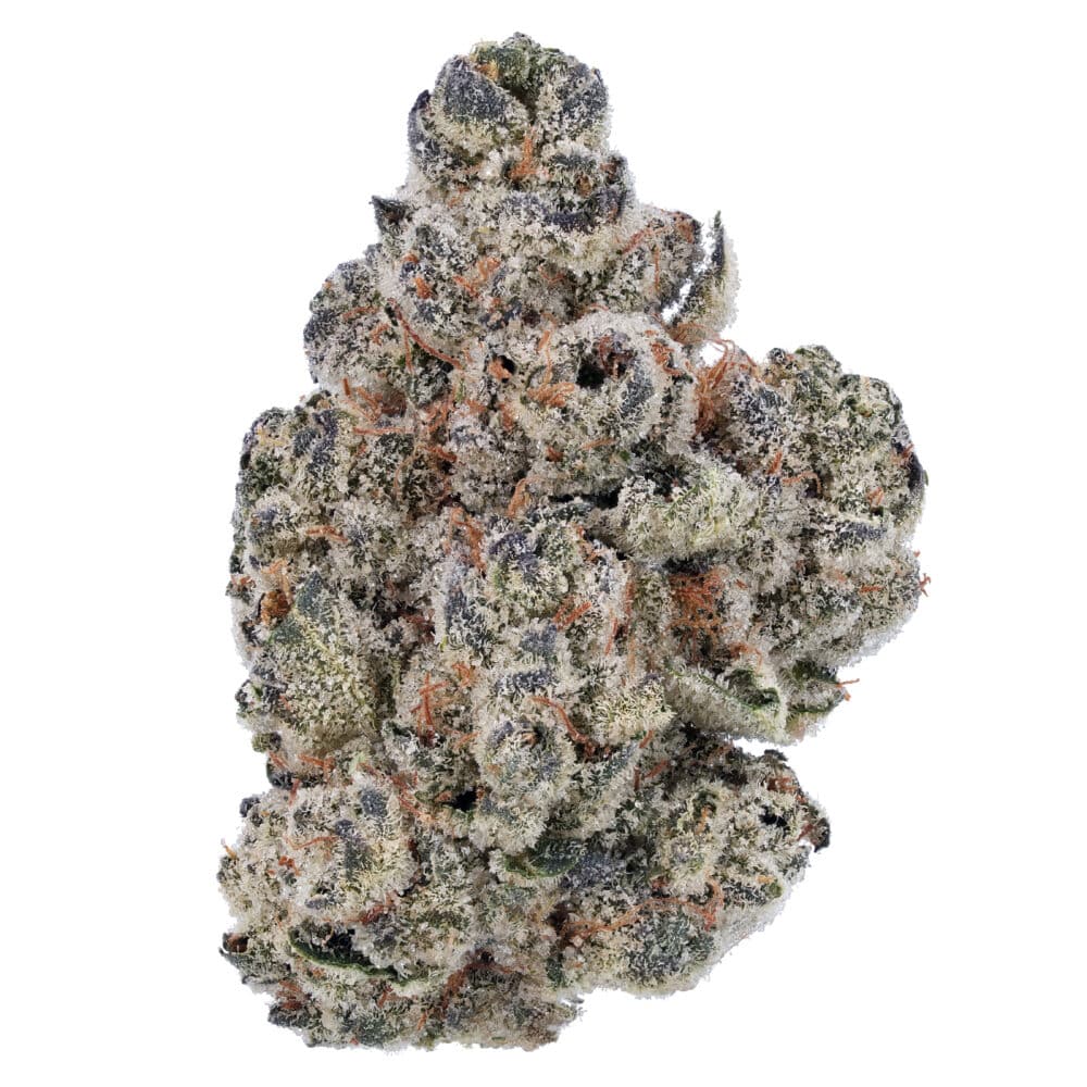 SOLACE GROWN - (MED) SOLACE GROWN - BLUE VISHNU