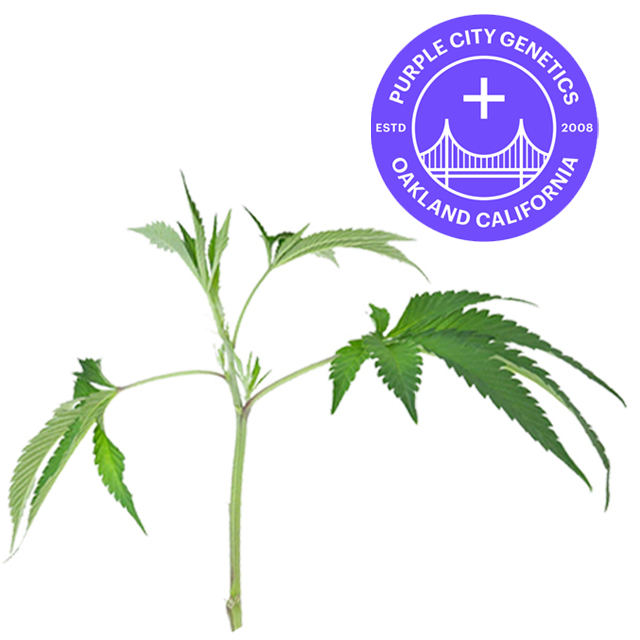 PURPLE CITY GENETICS - BRR BERRY OG CLONE - 1 EACH