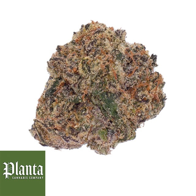 PLANTA - Coffin Candy - 3.5 g