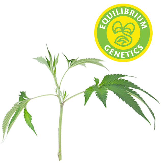 EQUILIBRIUM GENETICS - BLACK RUNTZ CLONE