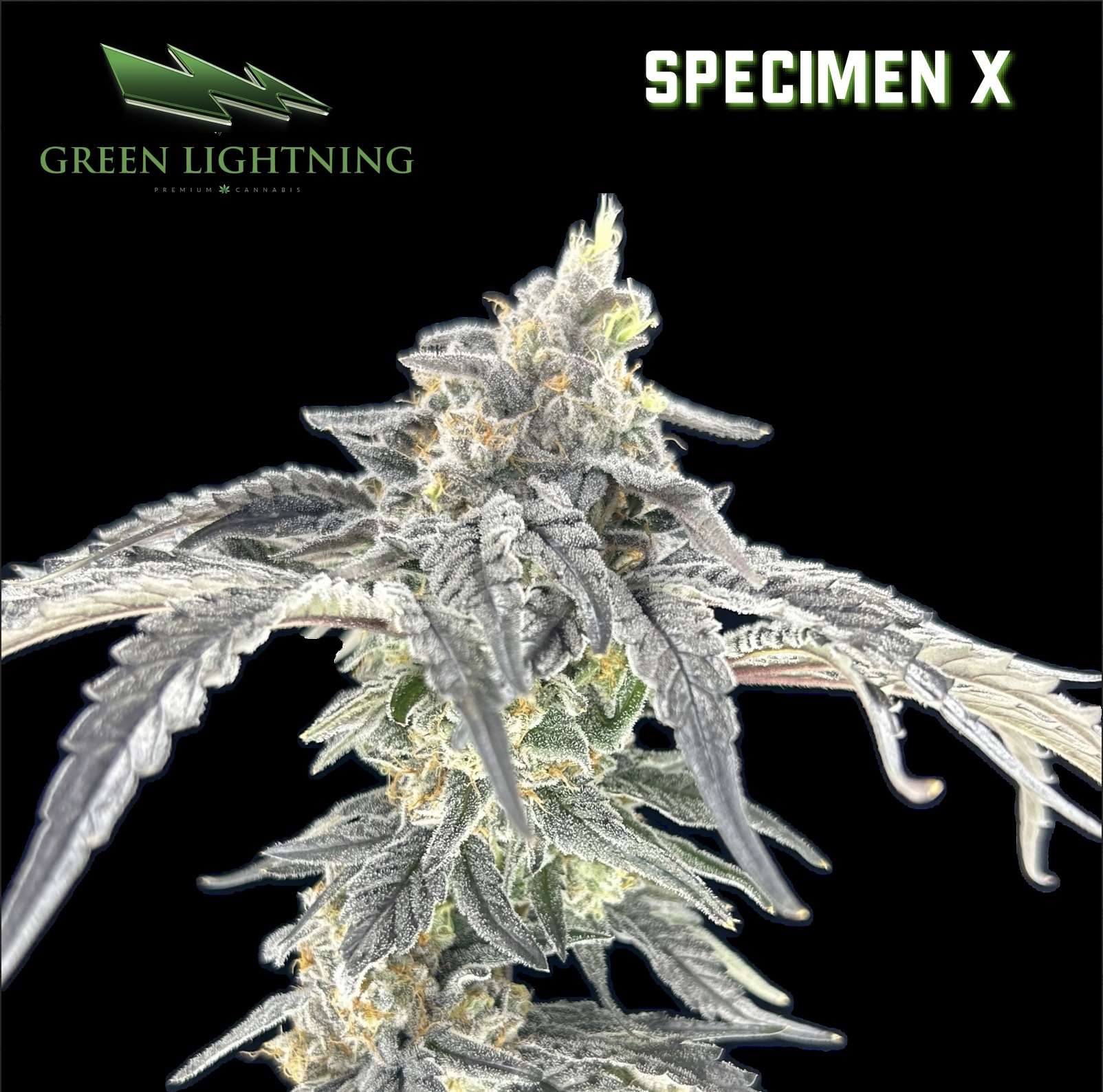 GREEN LIGHTNING - SPECIMEN X