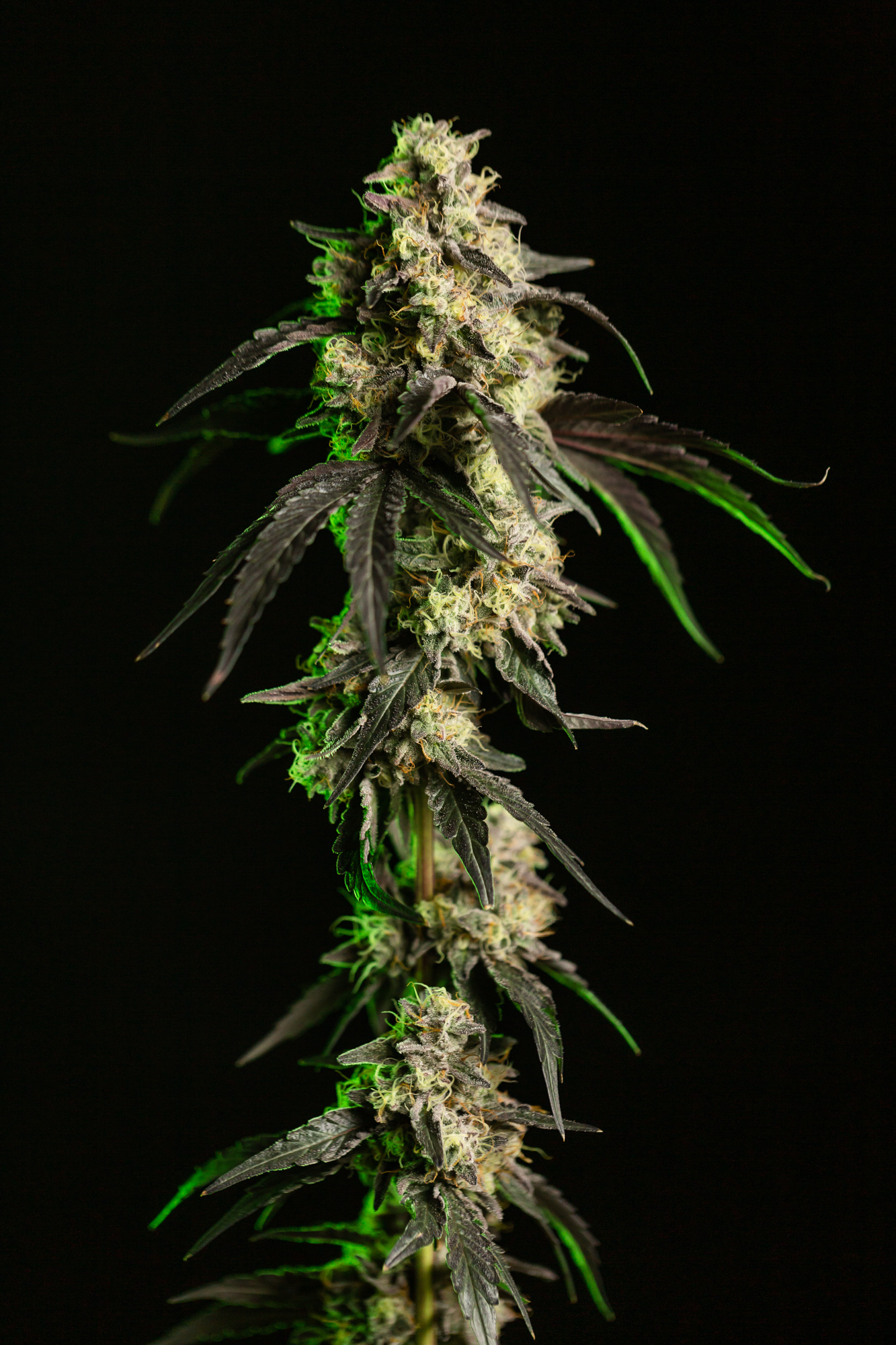 CAPE COD GROW LAB - Applescotti | Preroll - 1 g